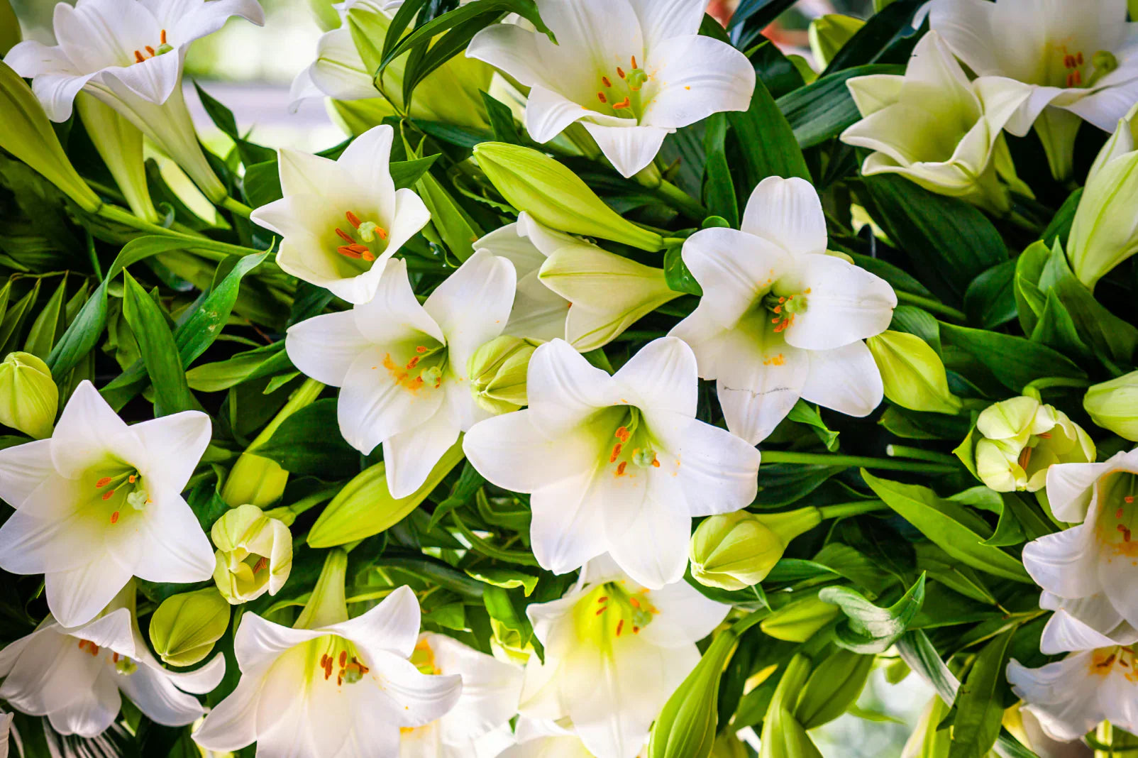 Which Flower Became a Symbol of Easter and Why? – Monsoon Flowers