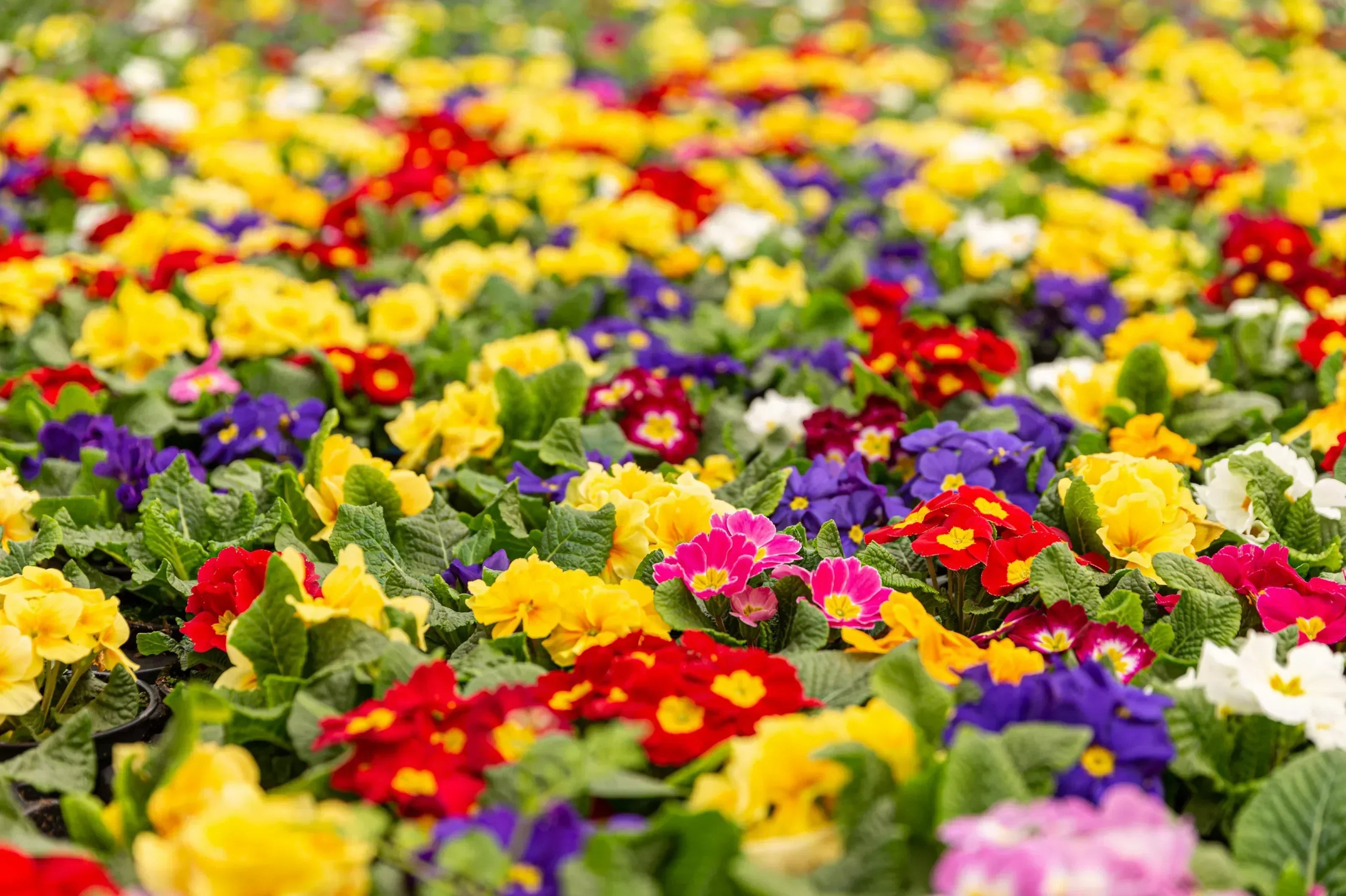 What Is the February Birth Flower? Discover Violets & Primroses ...