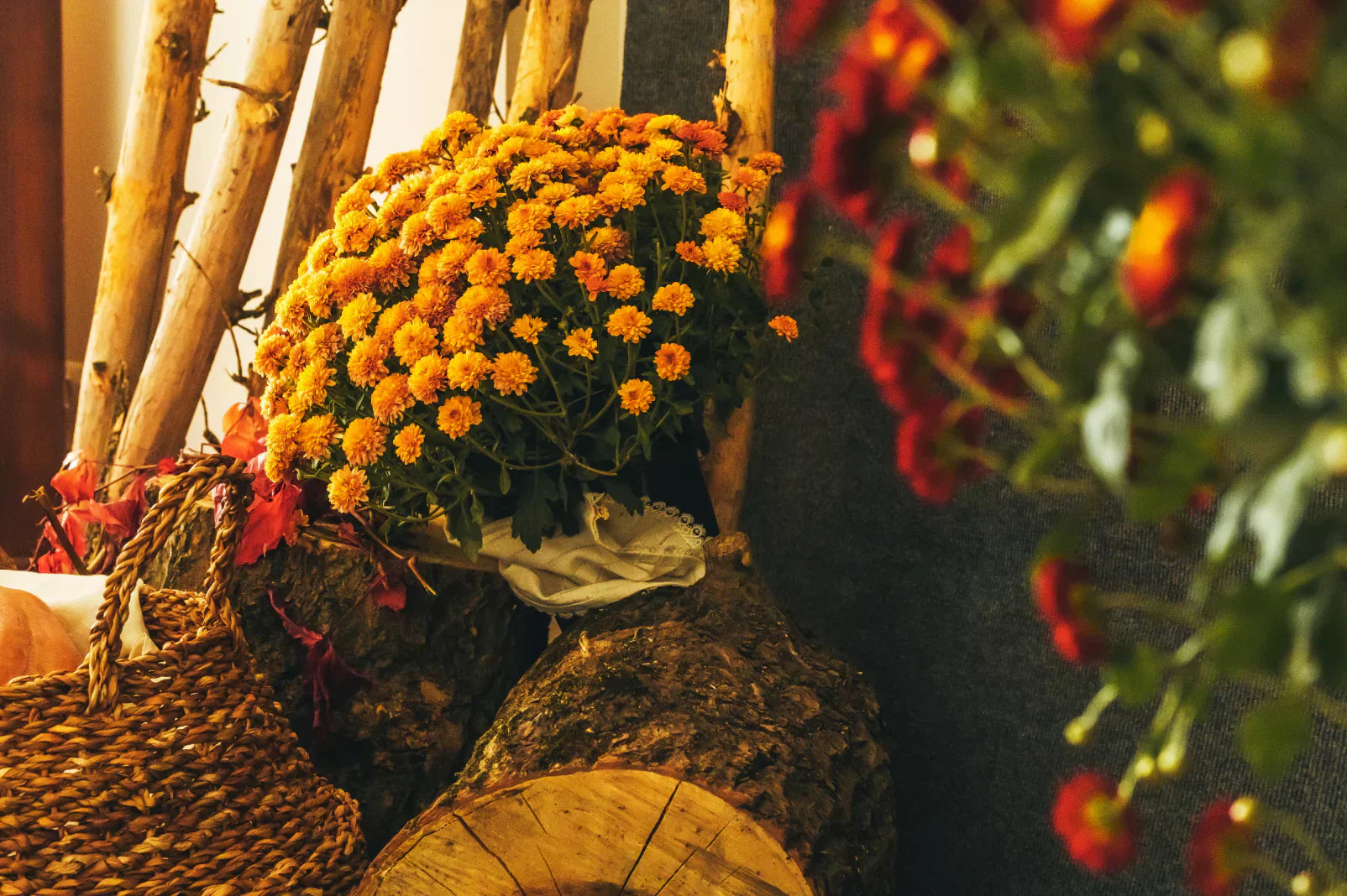 What Flowers Bloom in Fall? A Seasonal Guide to Autumn’s Blooms ...