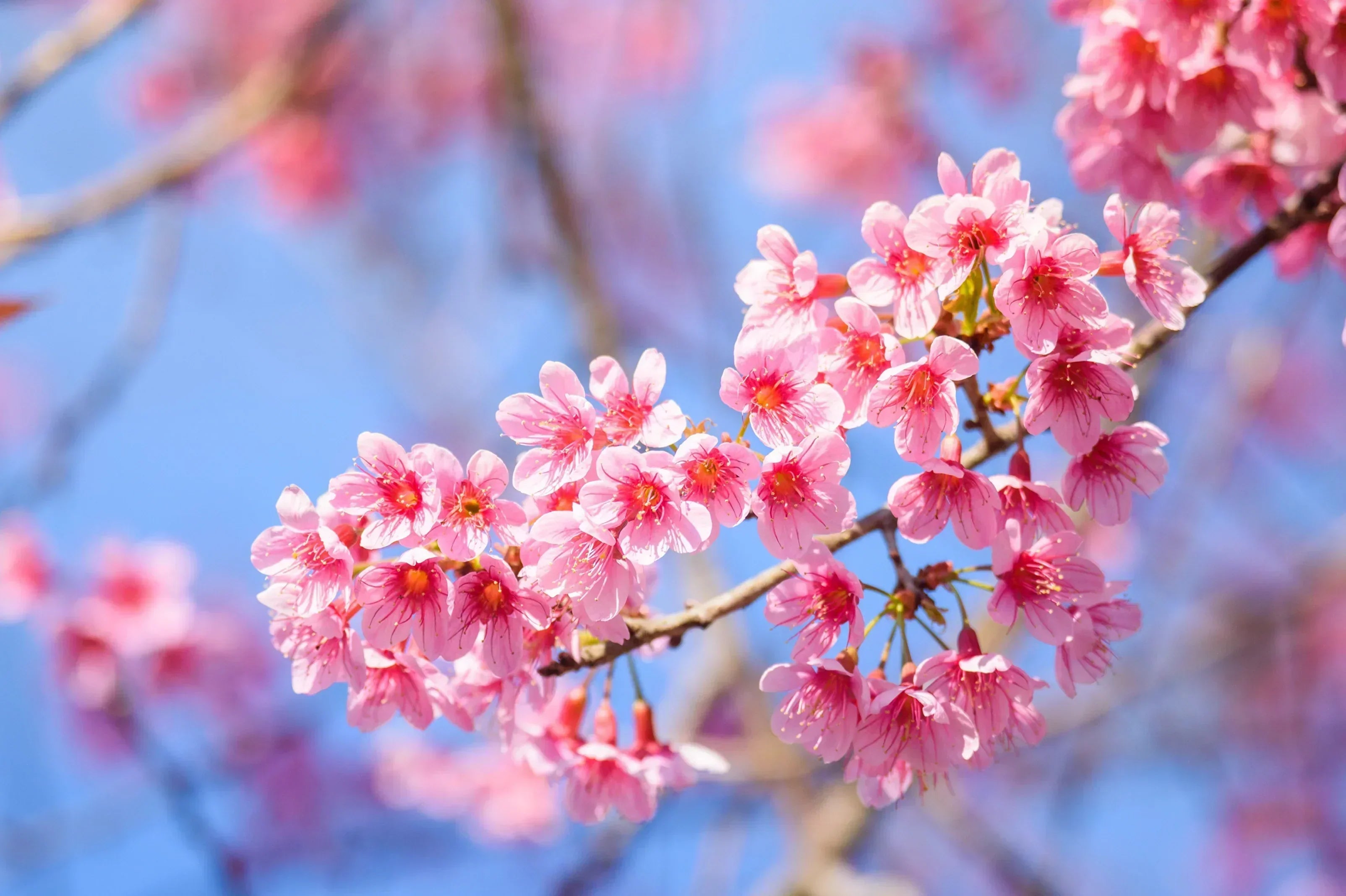What does Cherry Blossom Flower Symbolize? Learn more – Monsoon Flowers