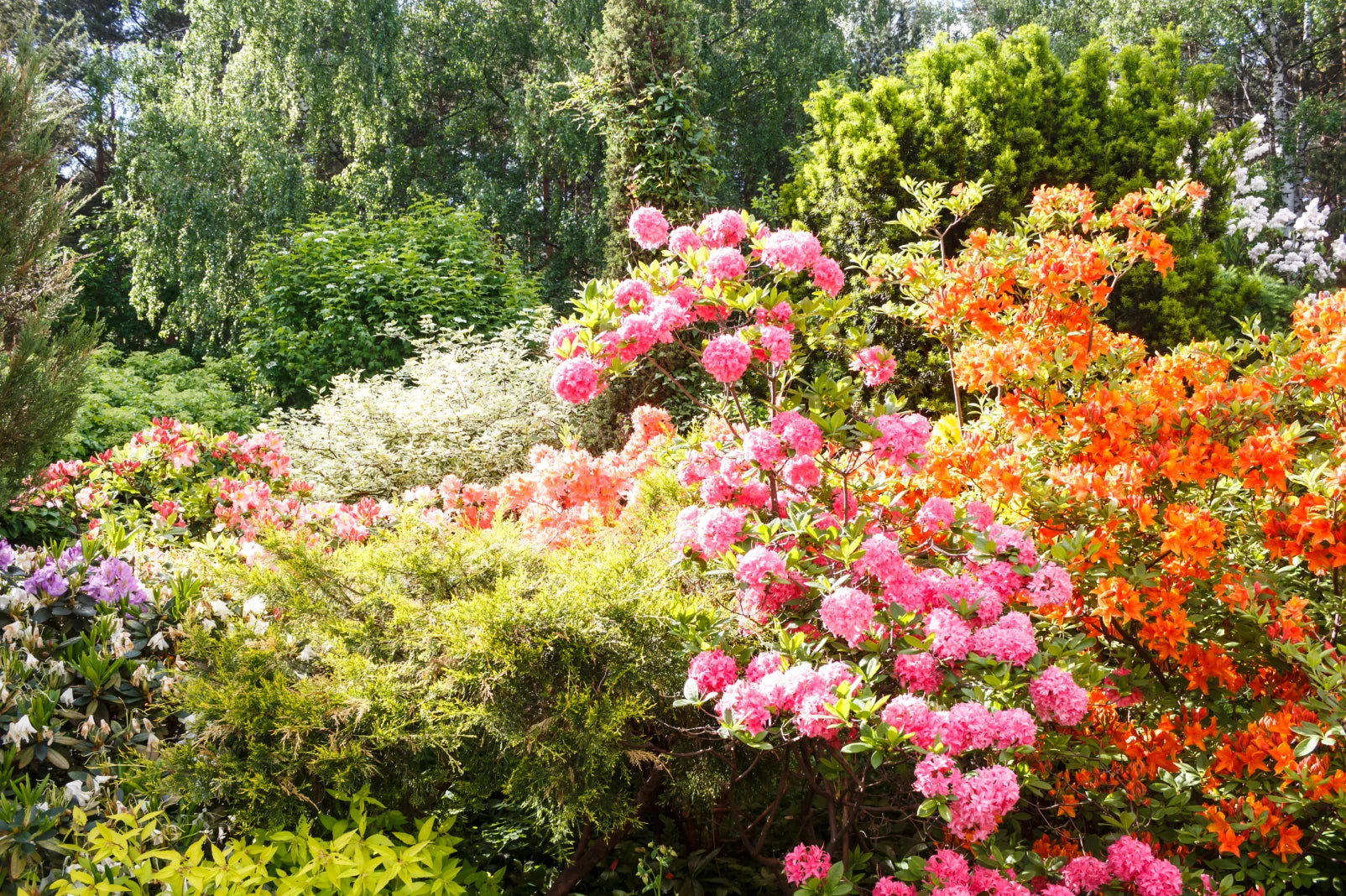 5 Vibrant Monsoon Flowers to Brighten Your Garden